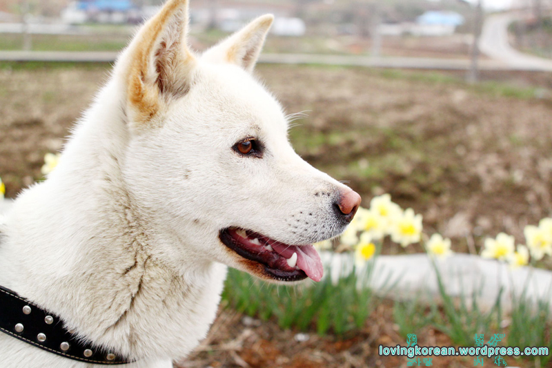 Korean Jindo Dog – Loving Korean